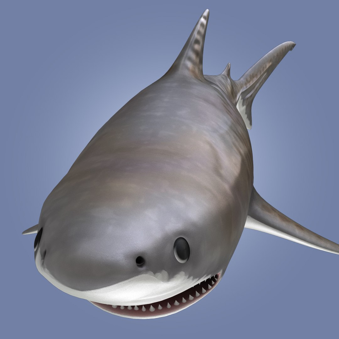Tiger Shark Rigged 3d Model