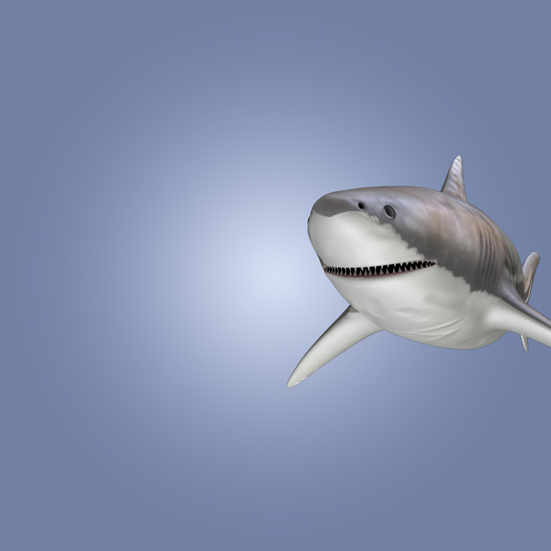 Tiger Shark Rigged 3d Model