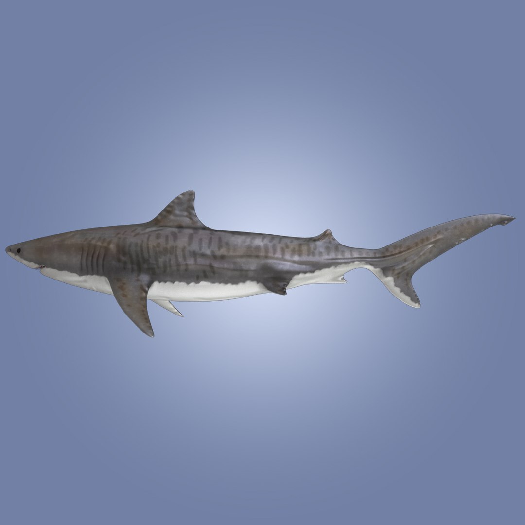 Tiger Shark Rigged 3d Model