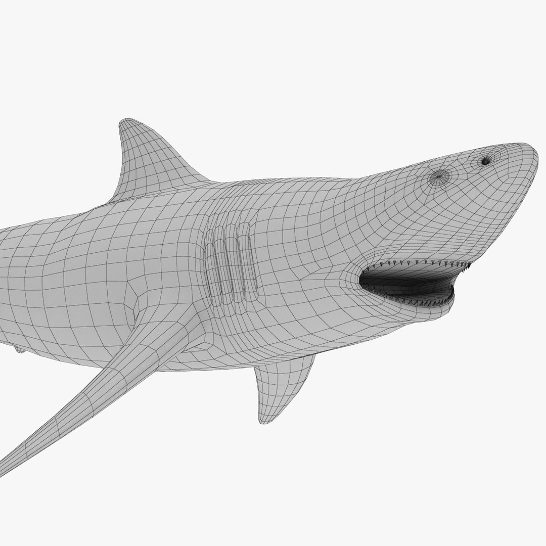 Tiger Shark Rigged 3d Model