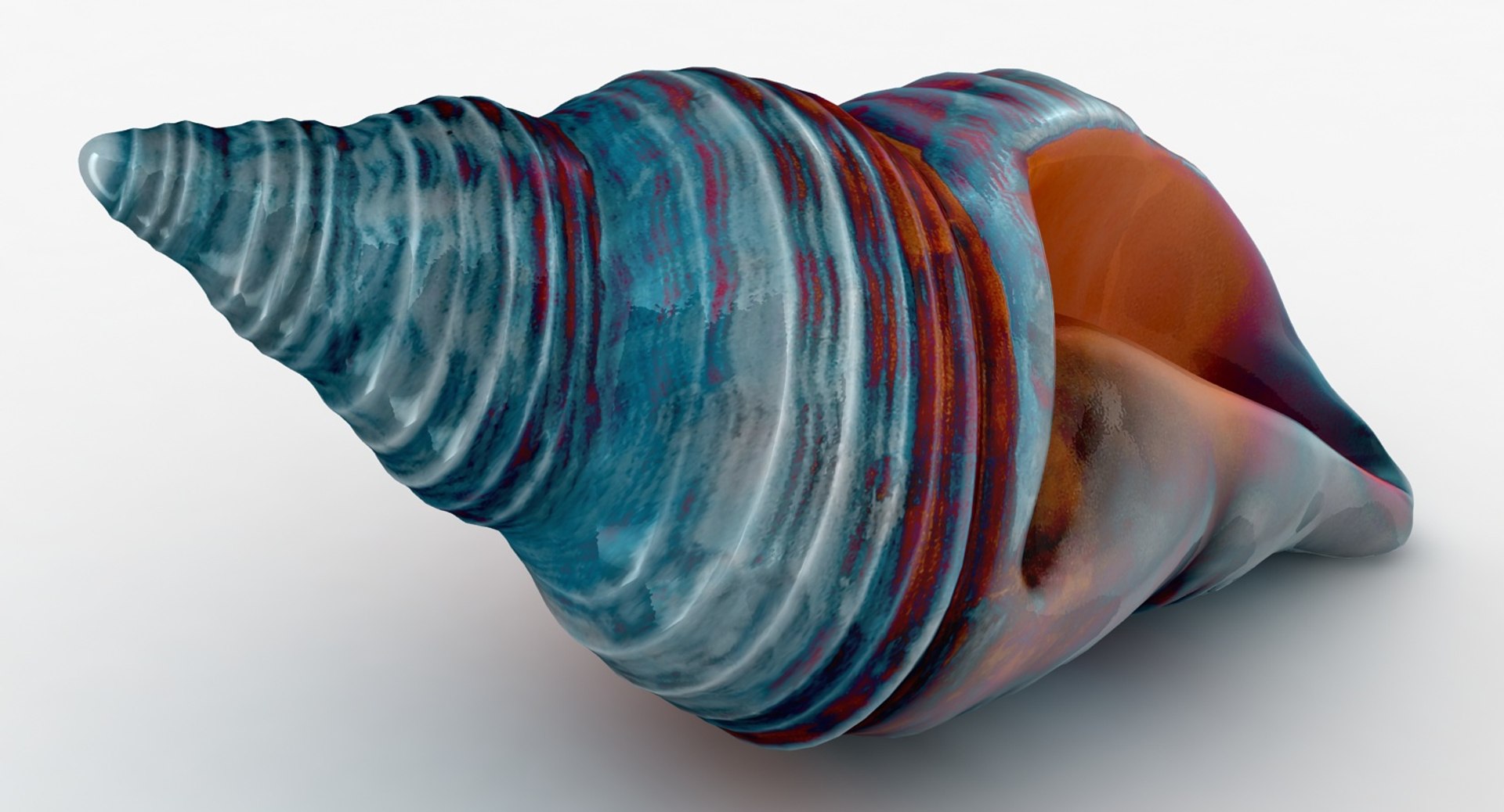 3D Model Sea Shell Blue - TurboSquid 1149257