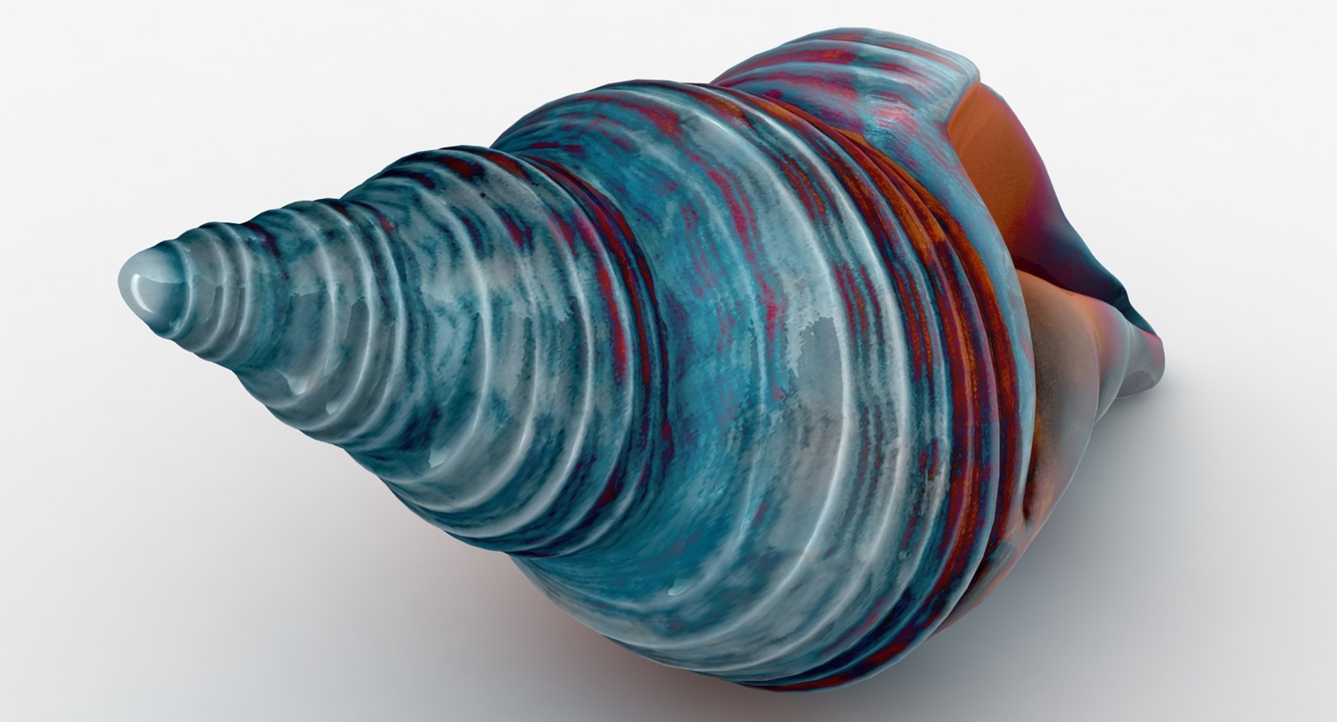 3D Model Sea Shell Blue - TurboSquid 1149257
