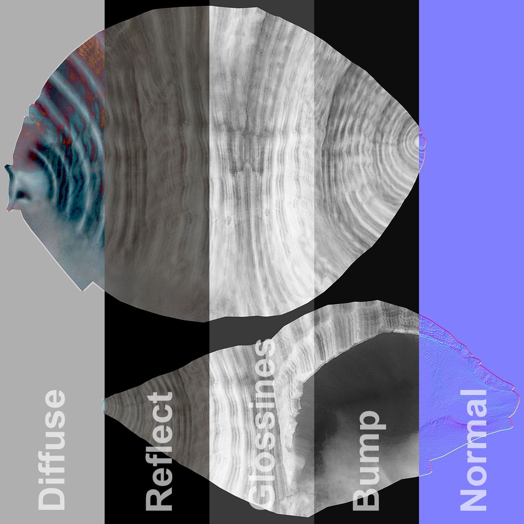 3D Model Sea Shell Blue - TurboSquid 1149257