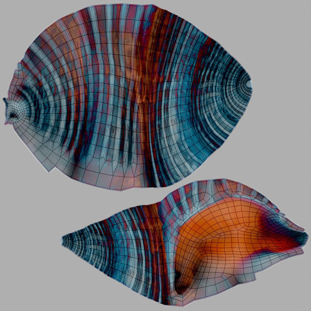 3D Model Sea Shell Blue - TurboSquid 1149257