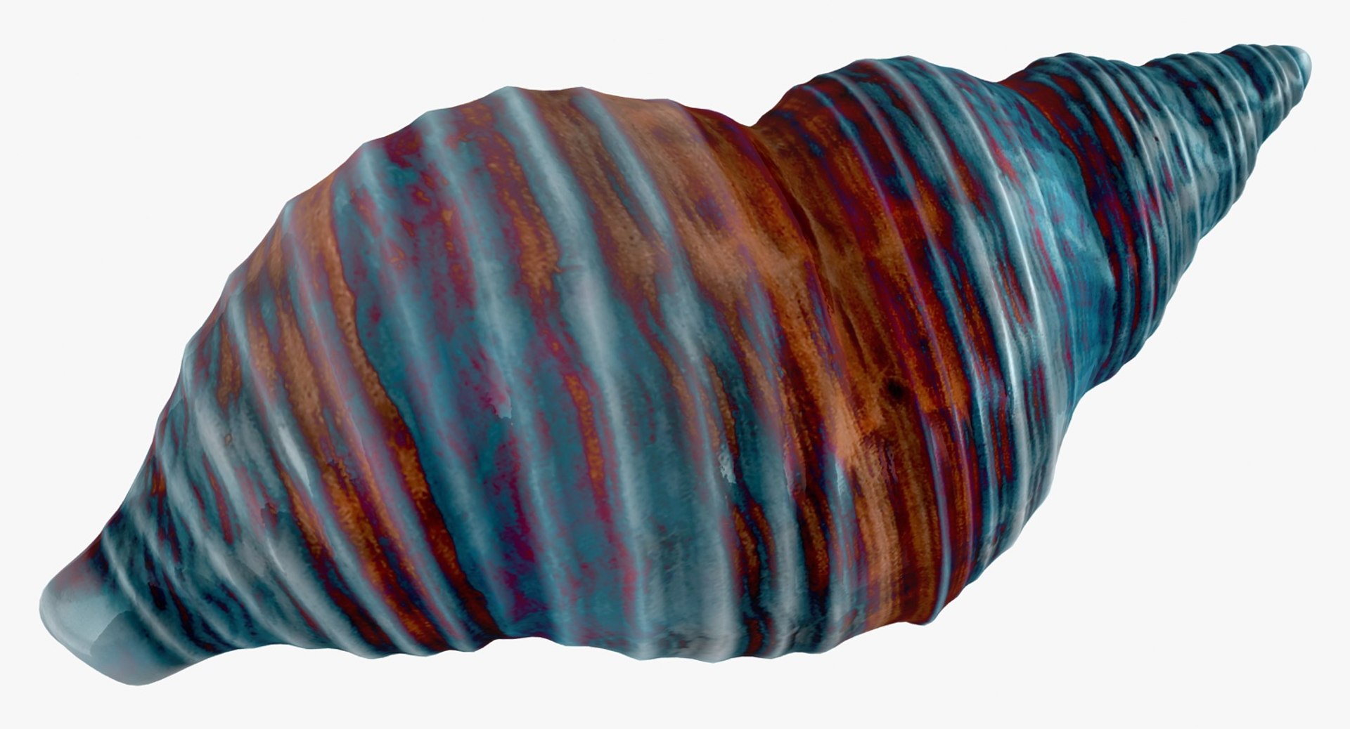 3D Model Sea Shell Blue - TurboSquid 1149257