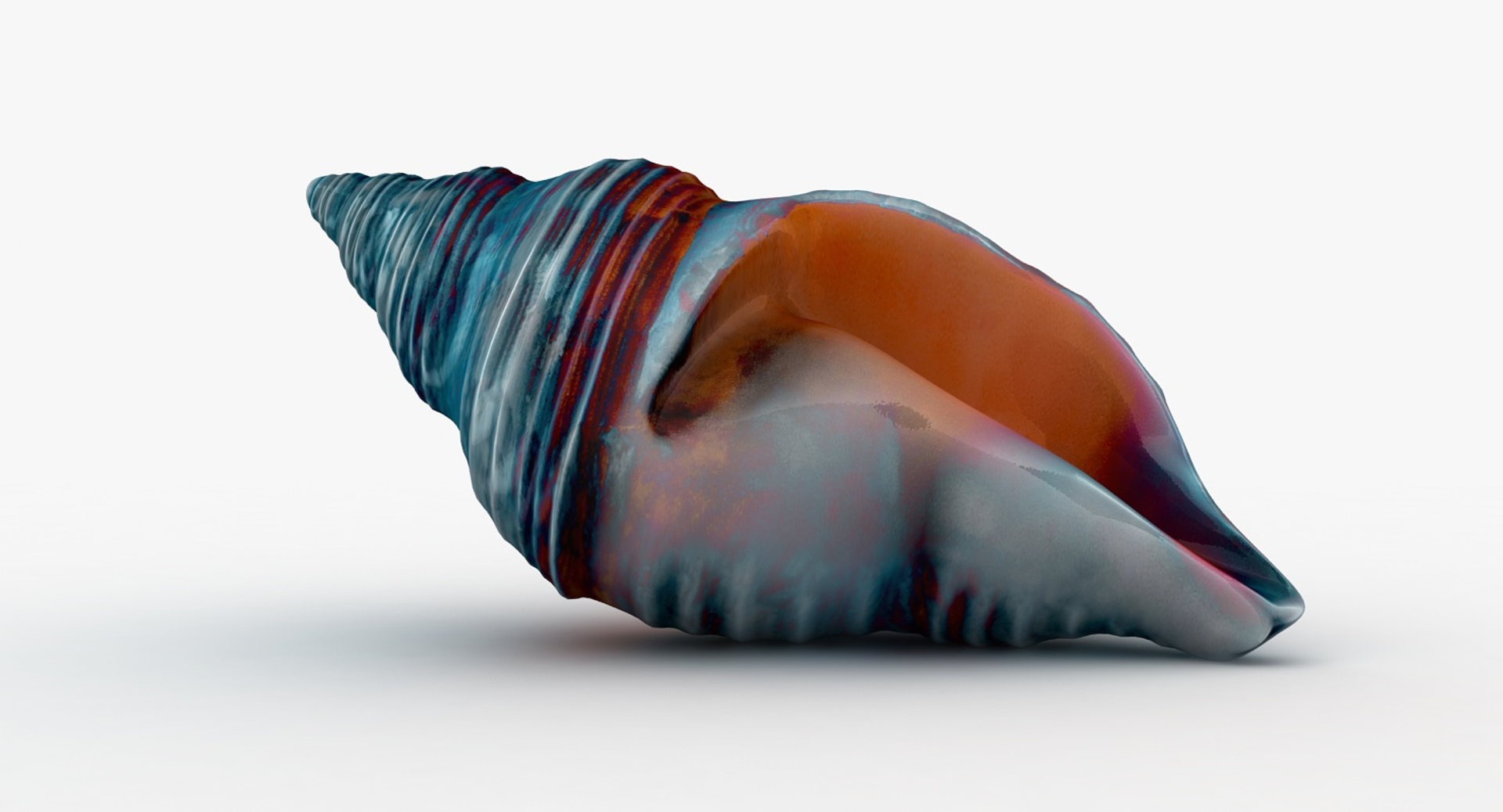 3D Model Sea Shell Blue - TurboSquid 1149257