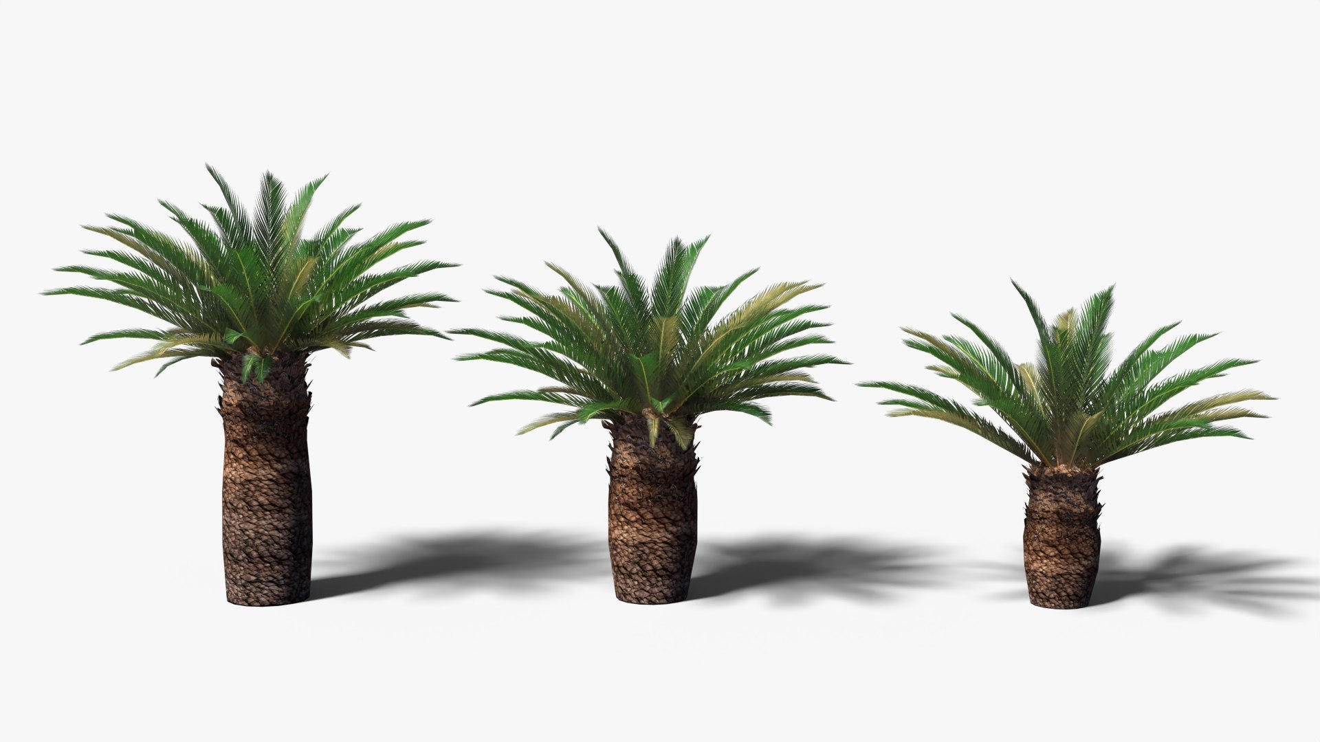 Low Poly Cycads Collection Model - TurboSquid 2016057