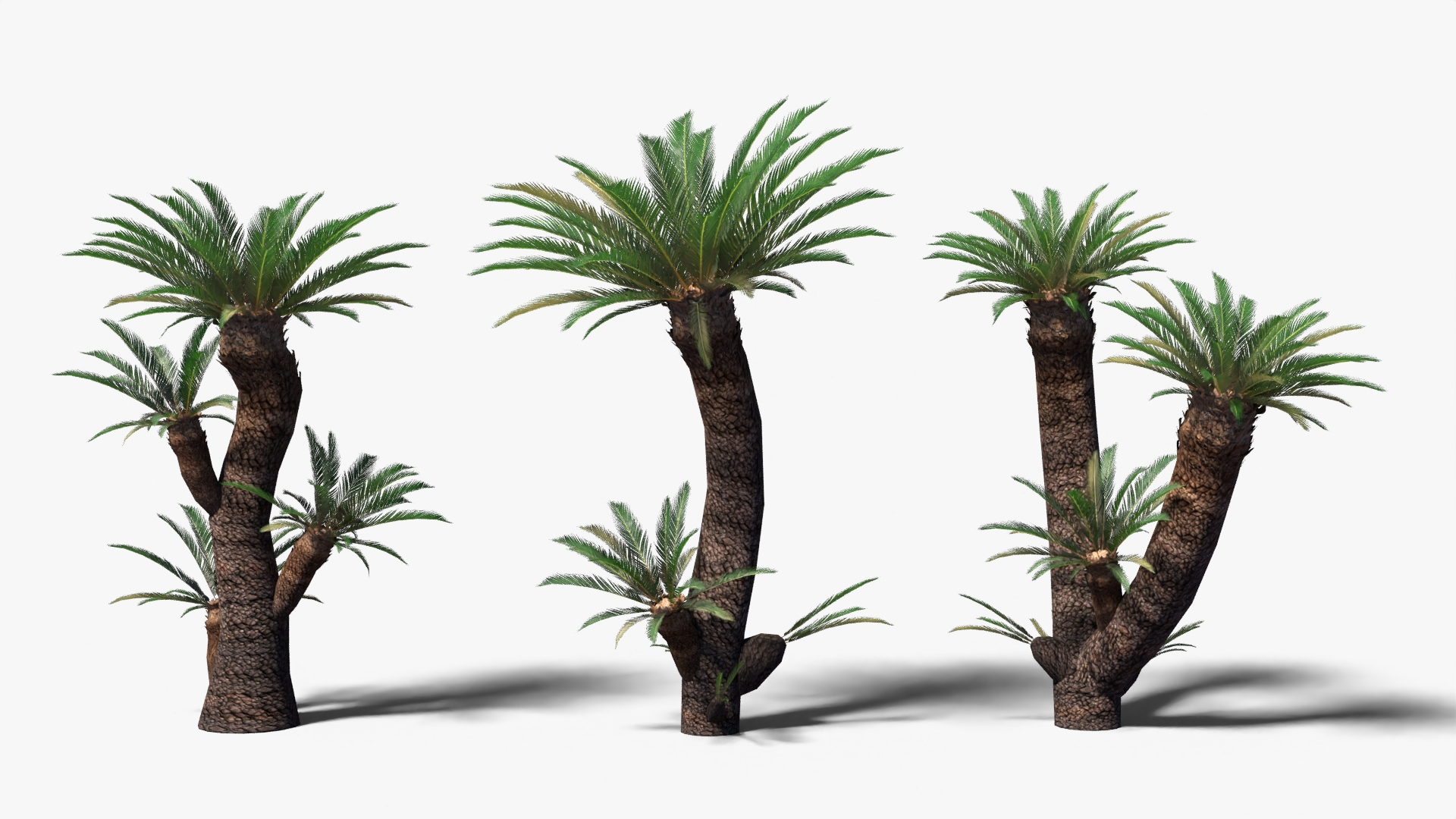Low Poly Cycads Collection Model - TurboSquid 2016057