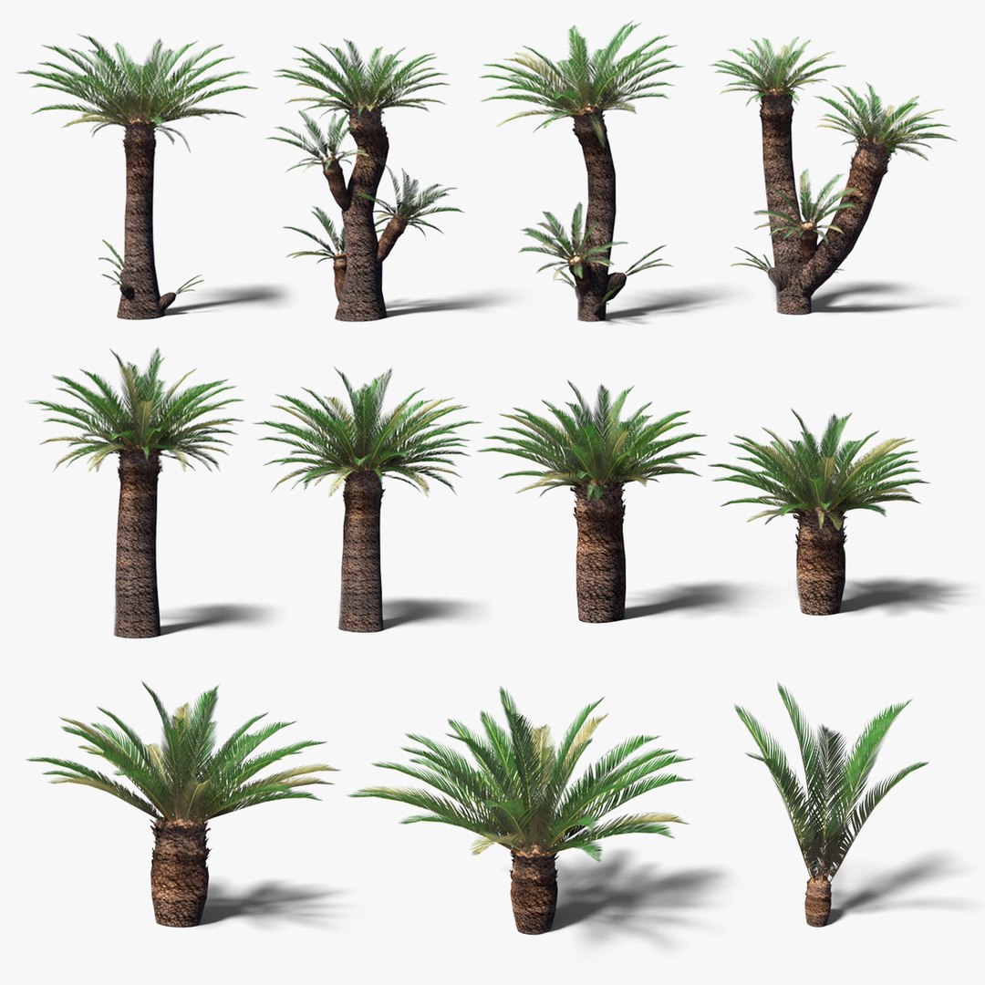 Low Poly Cycads Collection Model - TurboSquid 2016057