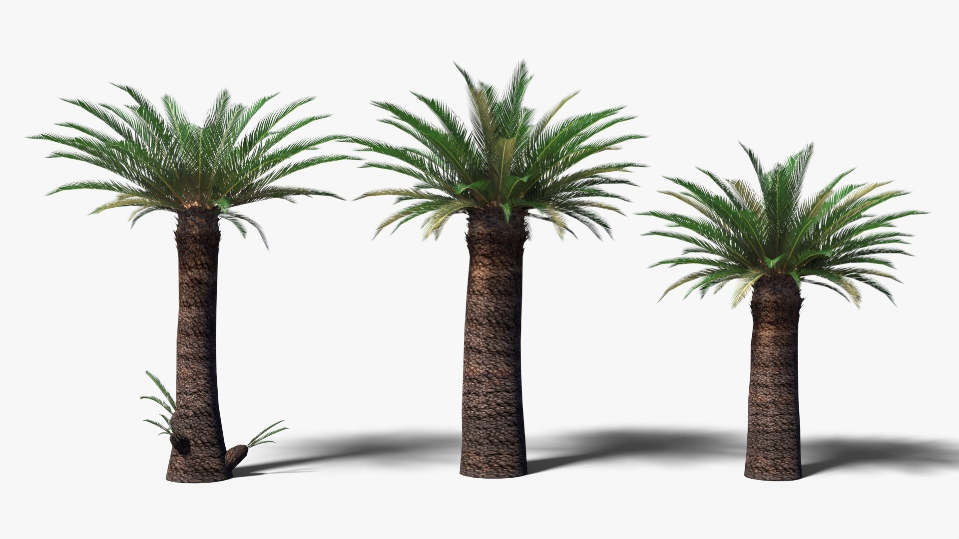 Low Poly Cycads Collection Model - TurboSquid 2016057