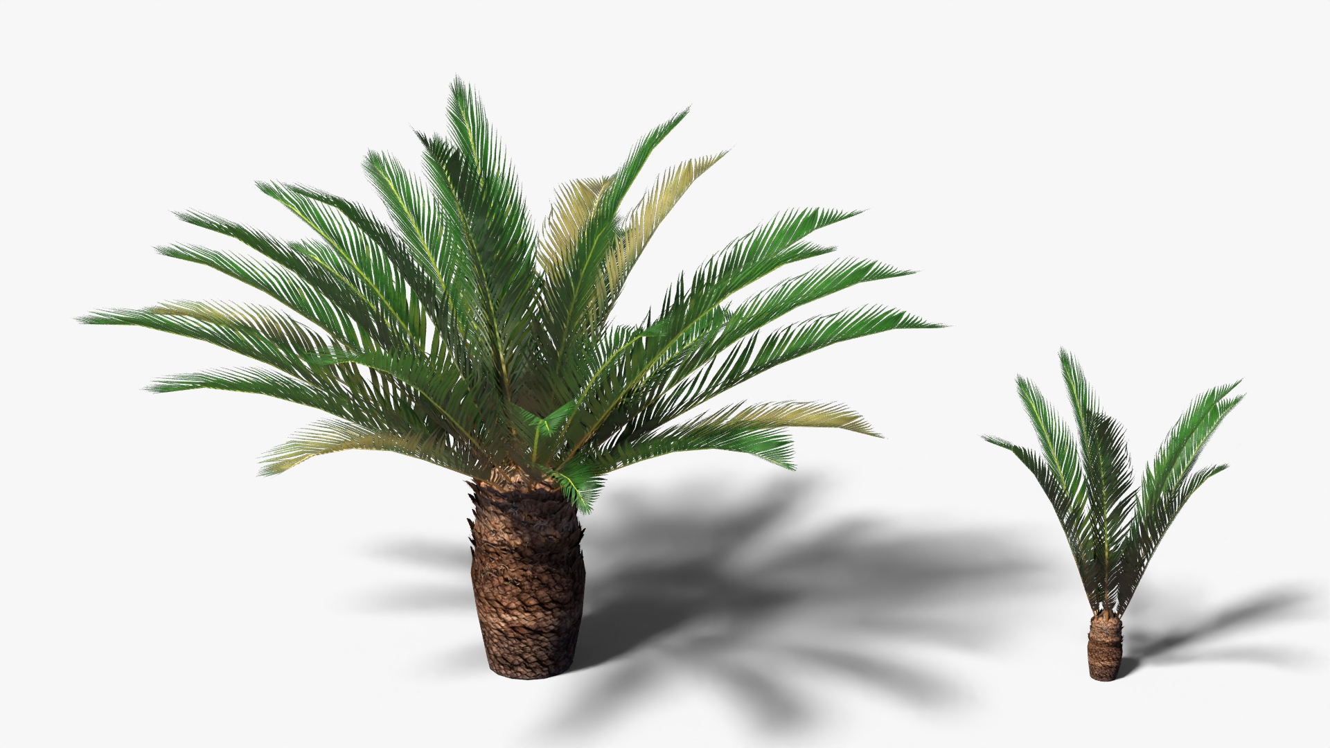 Low Poly Cycads Collection Model - TurboSquid 2016057