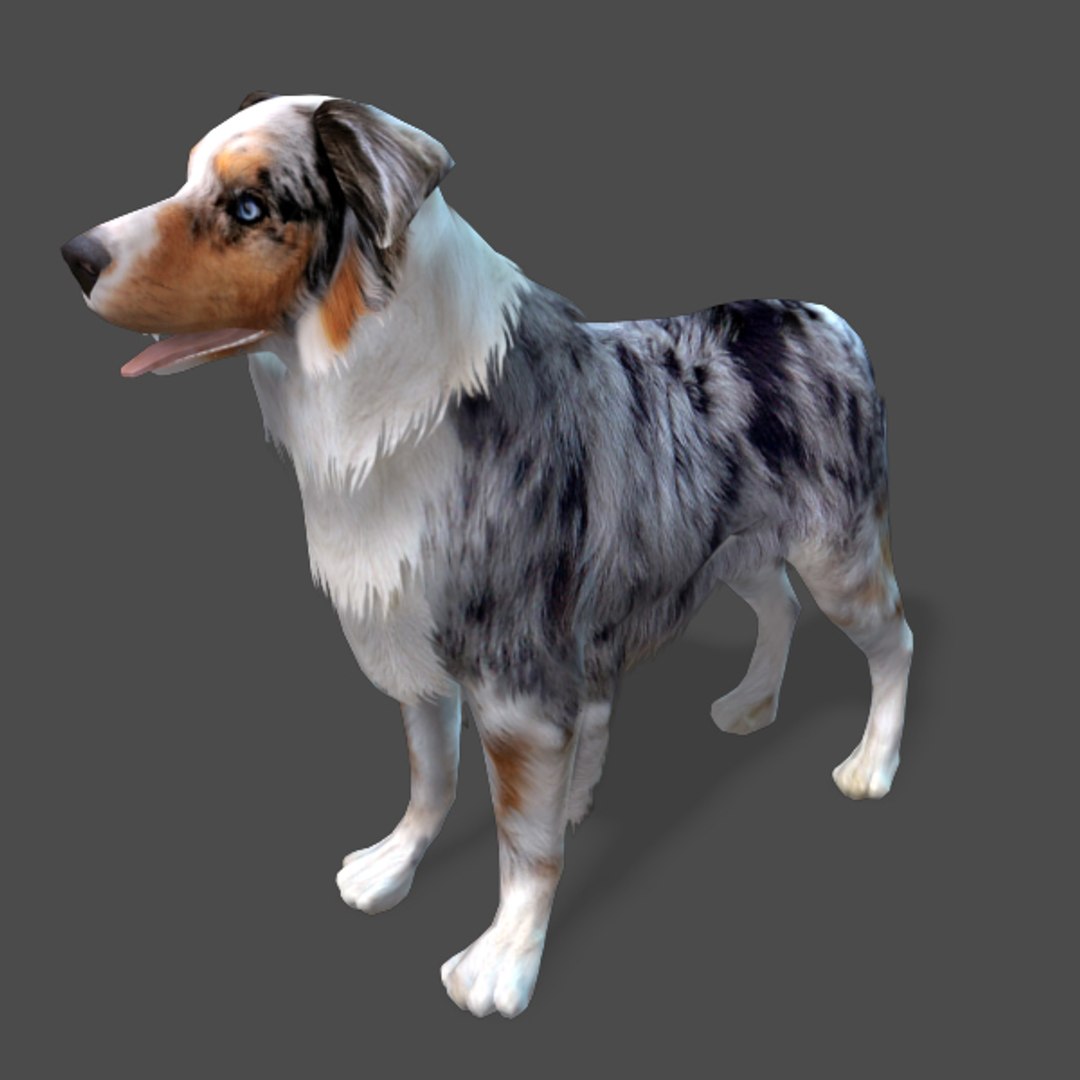 S Dog Australian Shepard Max