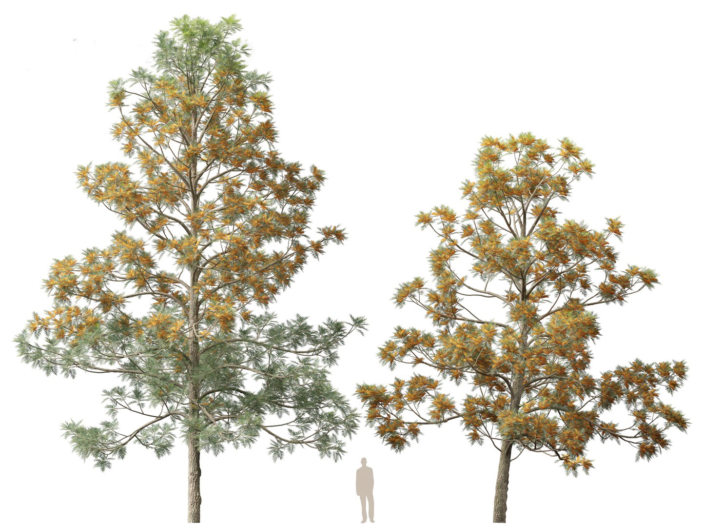 Grevillea Robusta - Silky Oak 3D Model - TurboSquid 2181382
