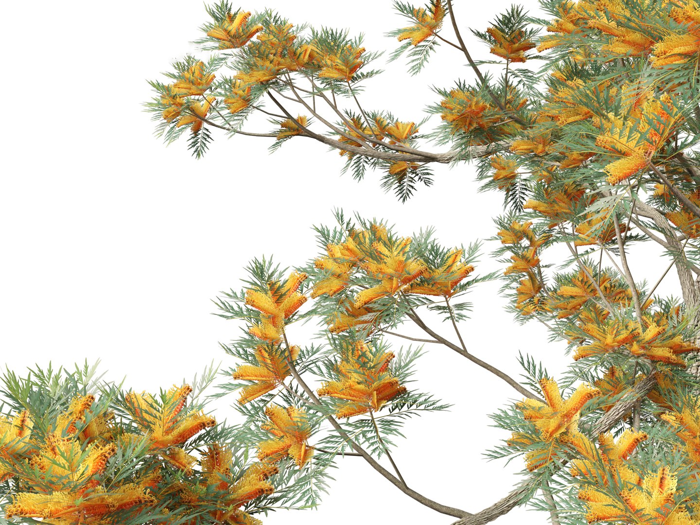 Grevillea Robusta - Silky Oak 3D Model - TurboSquid 2181382