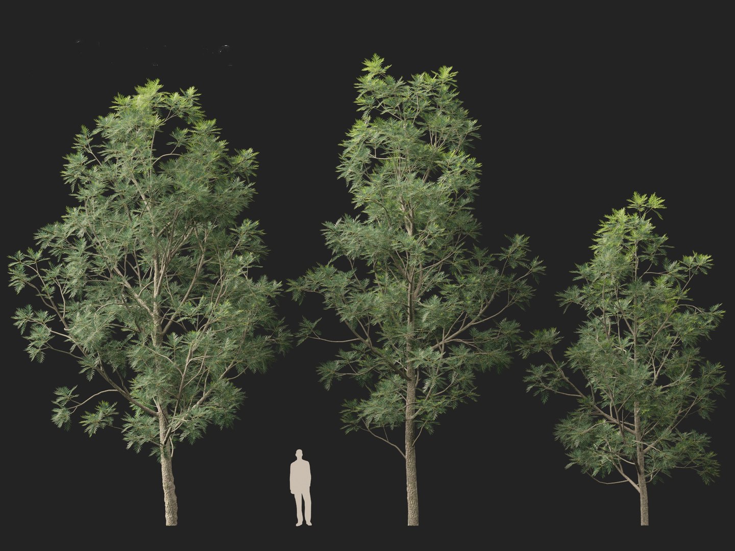 Grevillea Robusta - Silky Oak 3D Model - TurboSquid 2181382