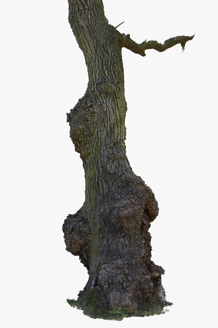 3D Ancient OAK Tree Trunk RAW 3D Scan - TurboSquid 1892418