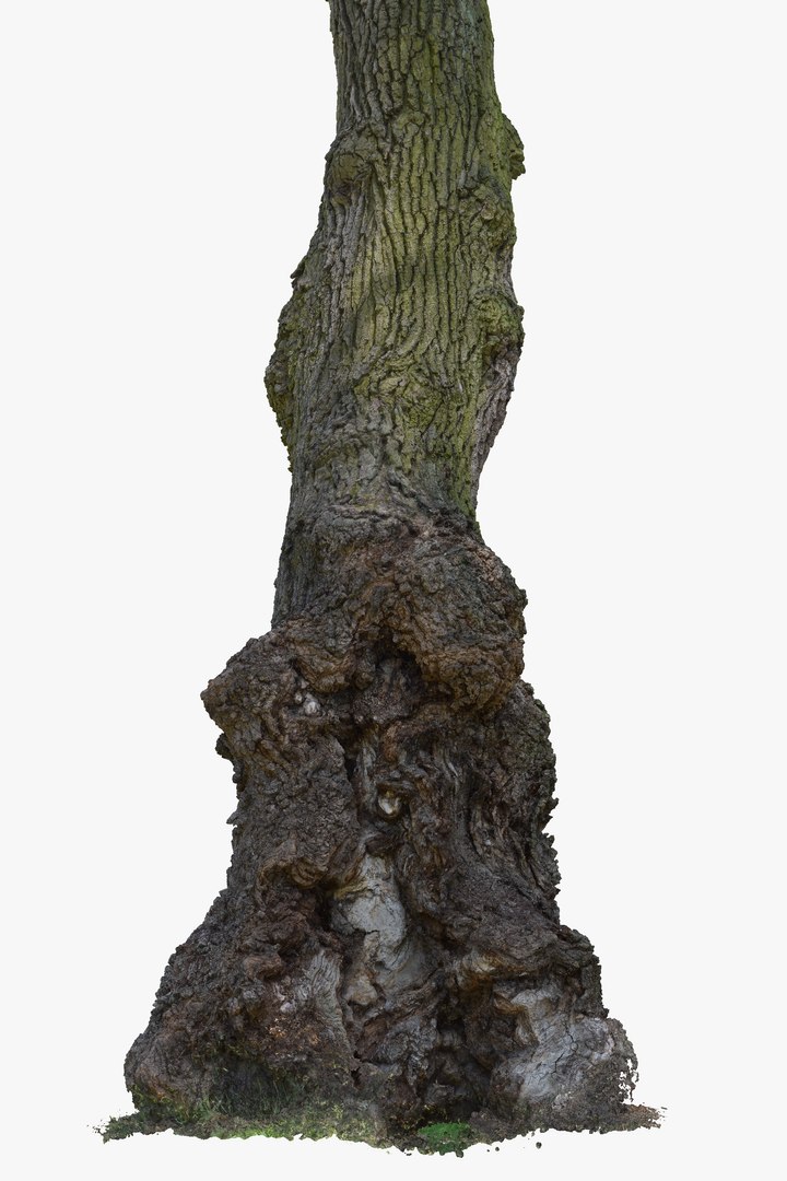 3D Ancient OAK Tree Trunk RAW 3D Scan - TurboSquid 1892418