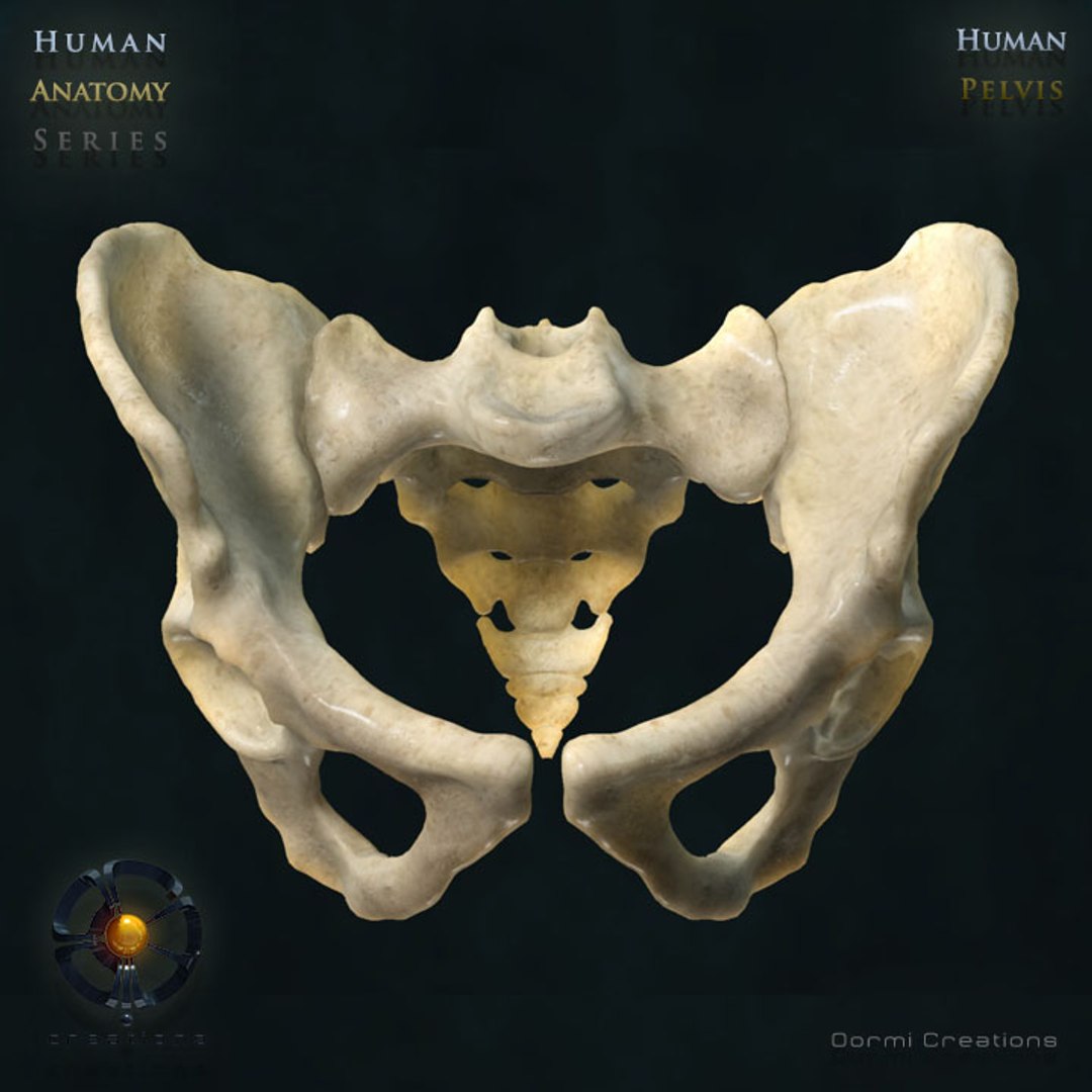 3d Human Pelvic Bones