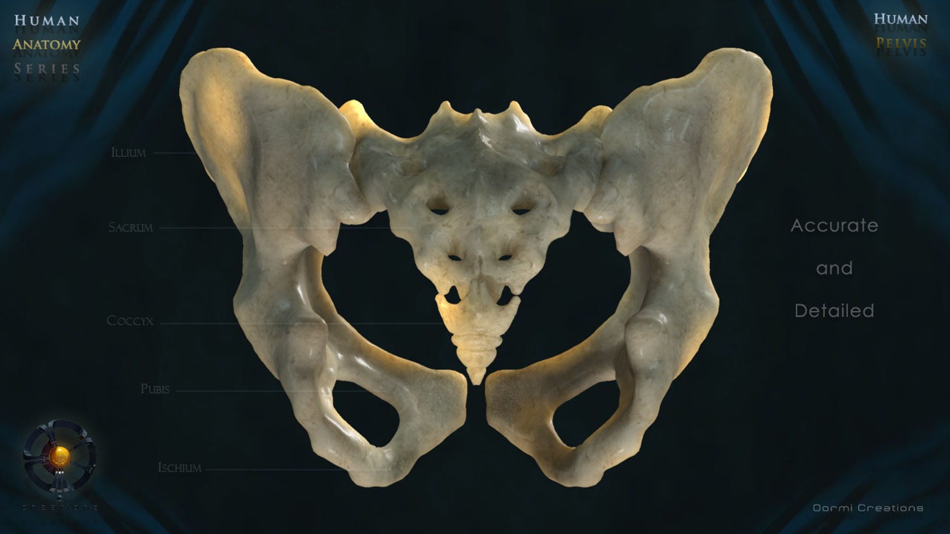 3d Human Pelvic Bones