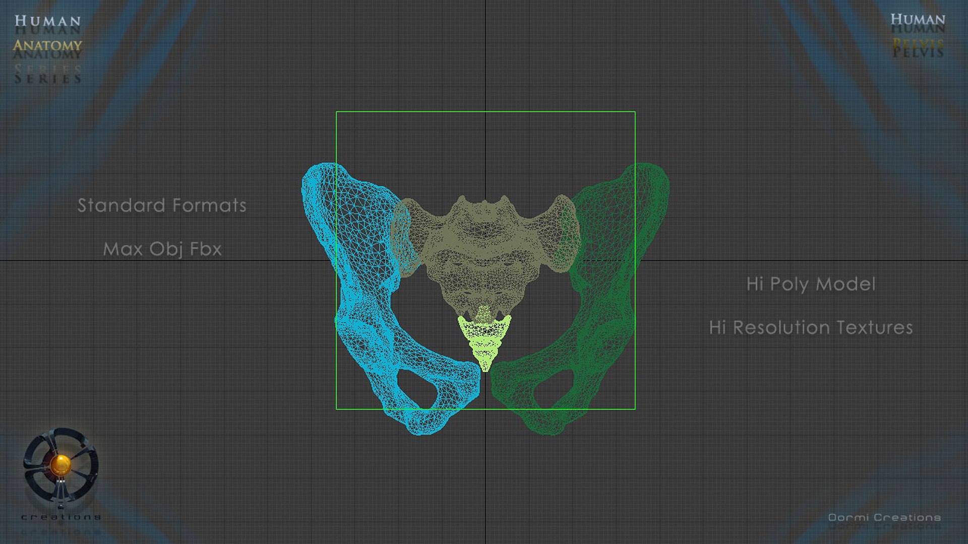 3d Human Pelvic Bones