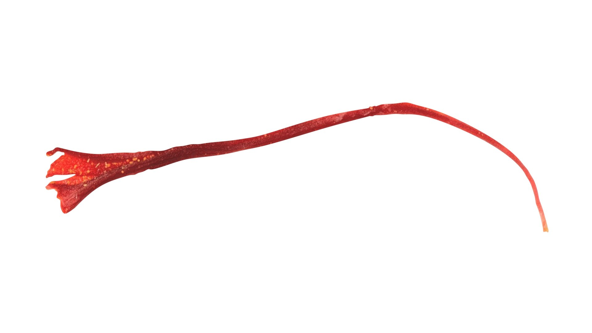 Saffron Model - TurboSquid 2243403