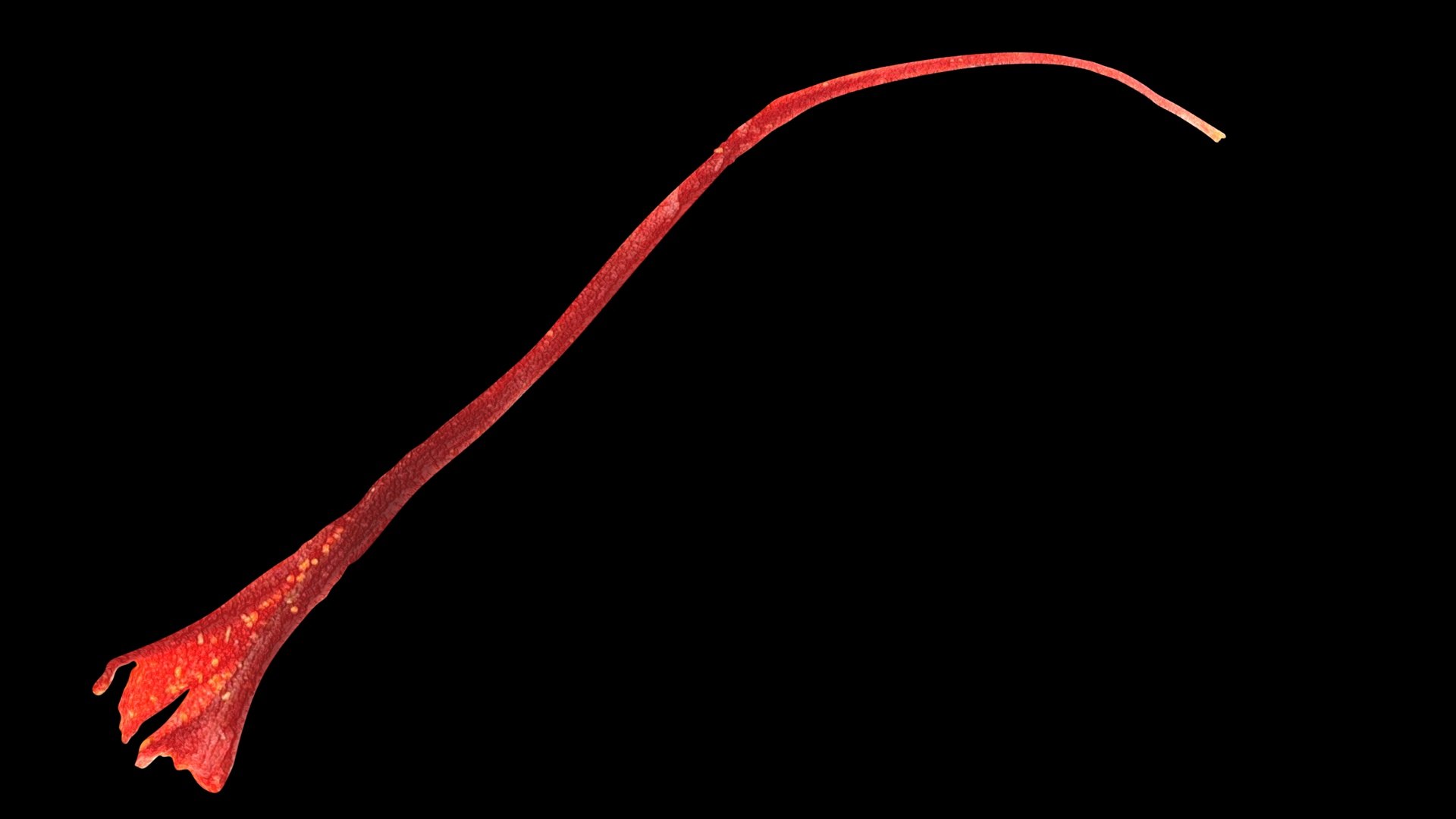 Saffron Model - TurboSquid 2243403
