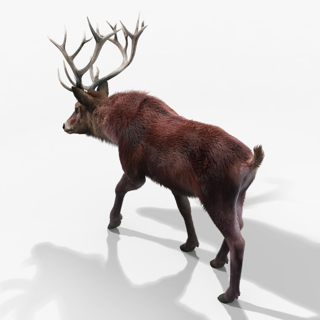 3d Model Red Deer Stag 2