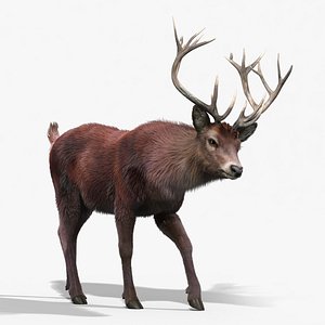 3d red deer stag fur model