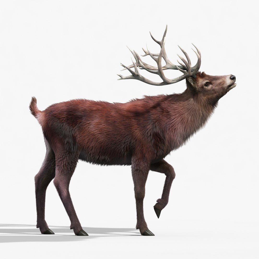 3d Model Red Deer Stag 2