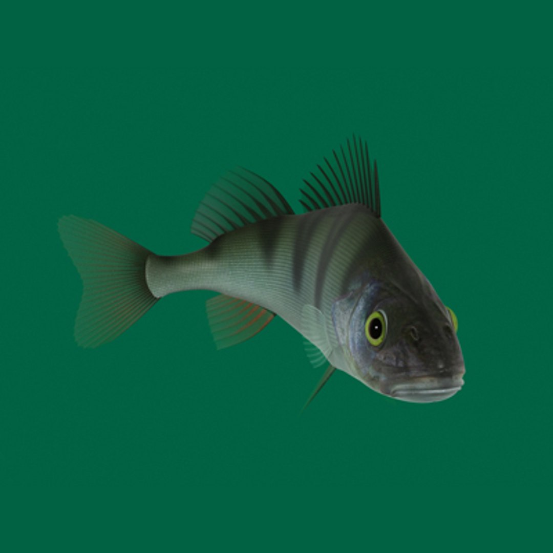 perch fish 3d model