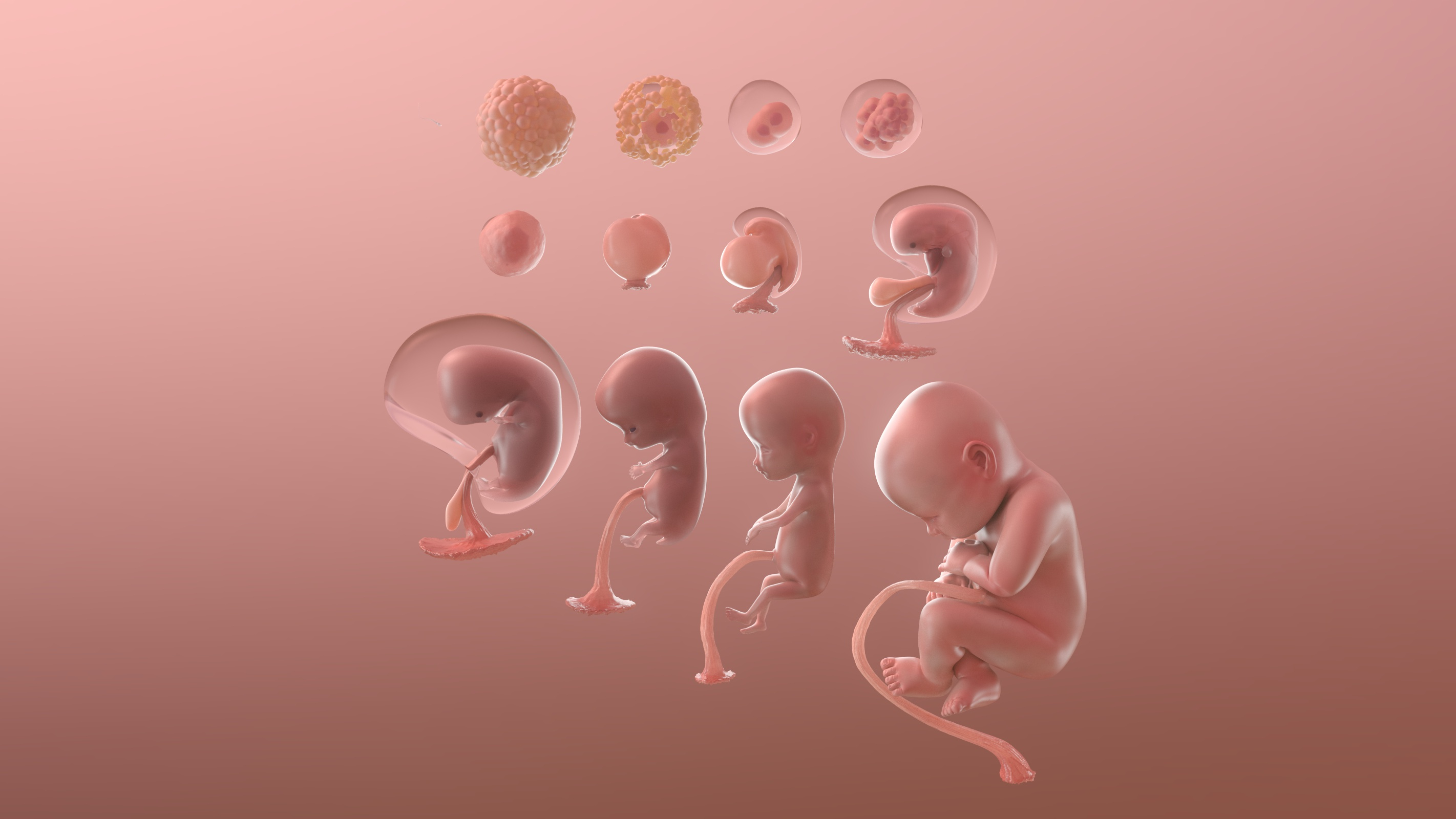 modelo 3d Huevo humano a feto animado - TurboSquid 1564863