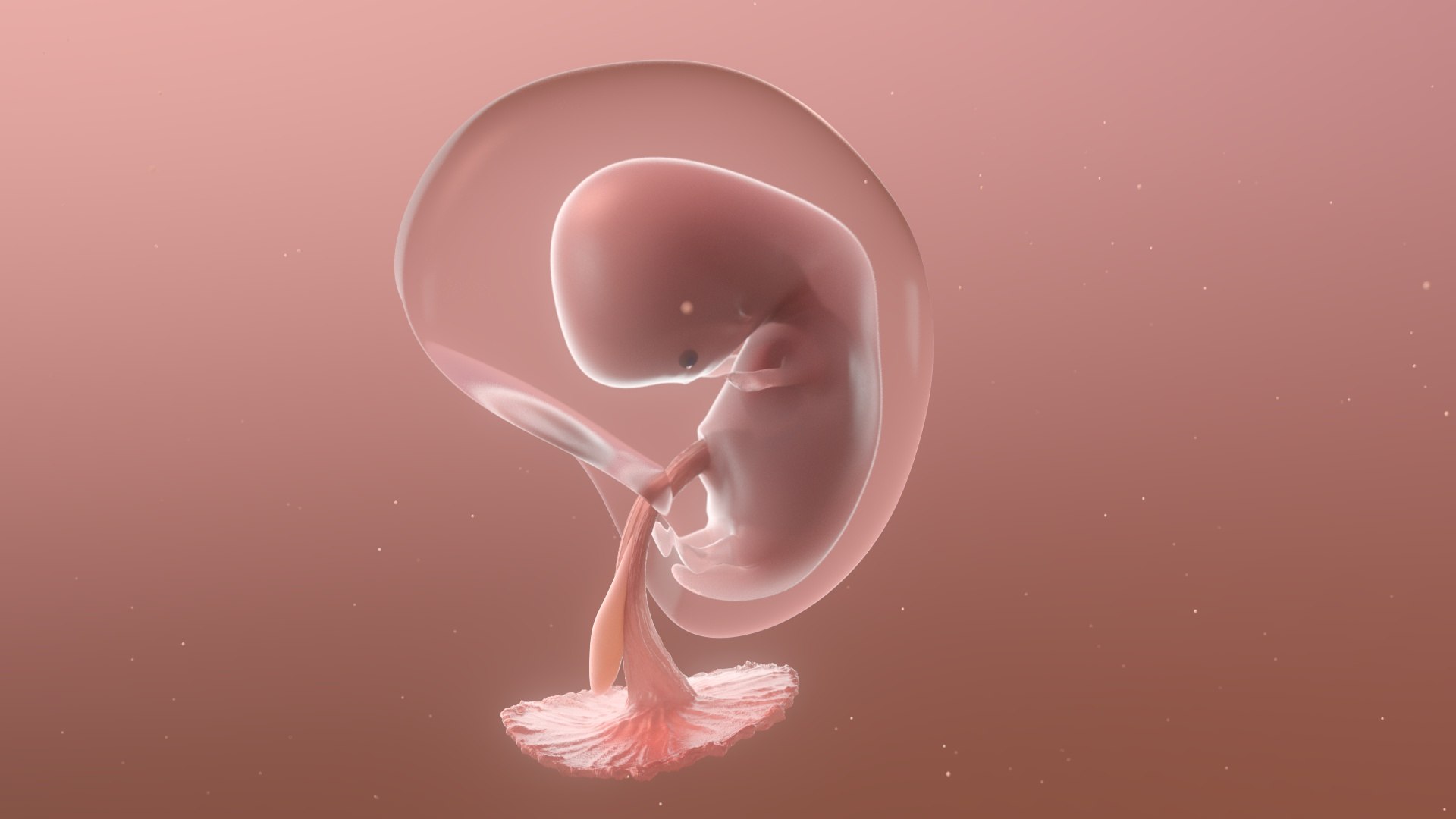 3D complete human egg fetus model - TurboSquid 1564863