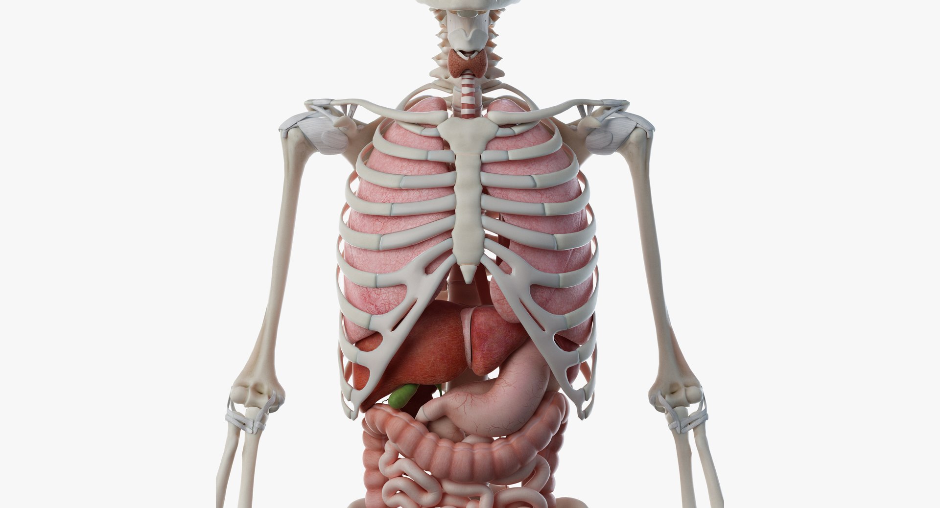 3D skin african male skeleton model - TurboSquid 1483026