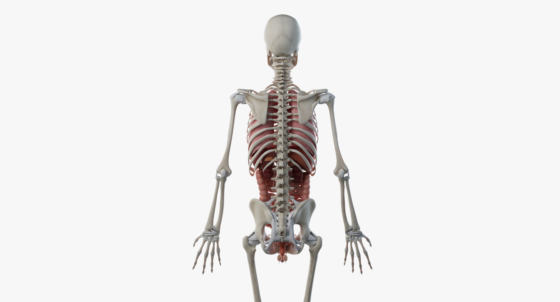 3D skin african male skeleton model - TurboSquid 1483026