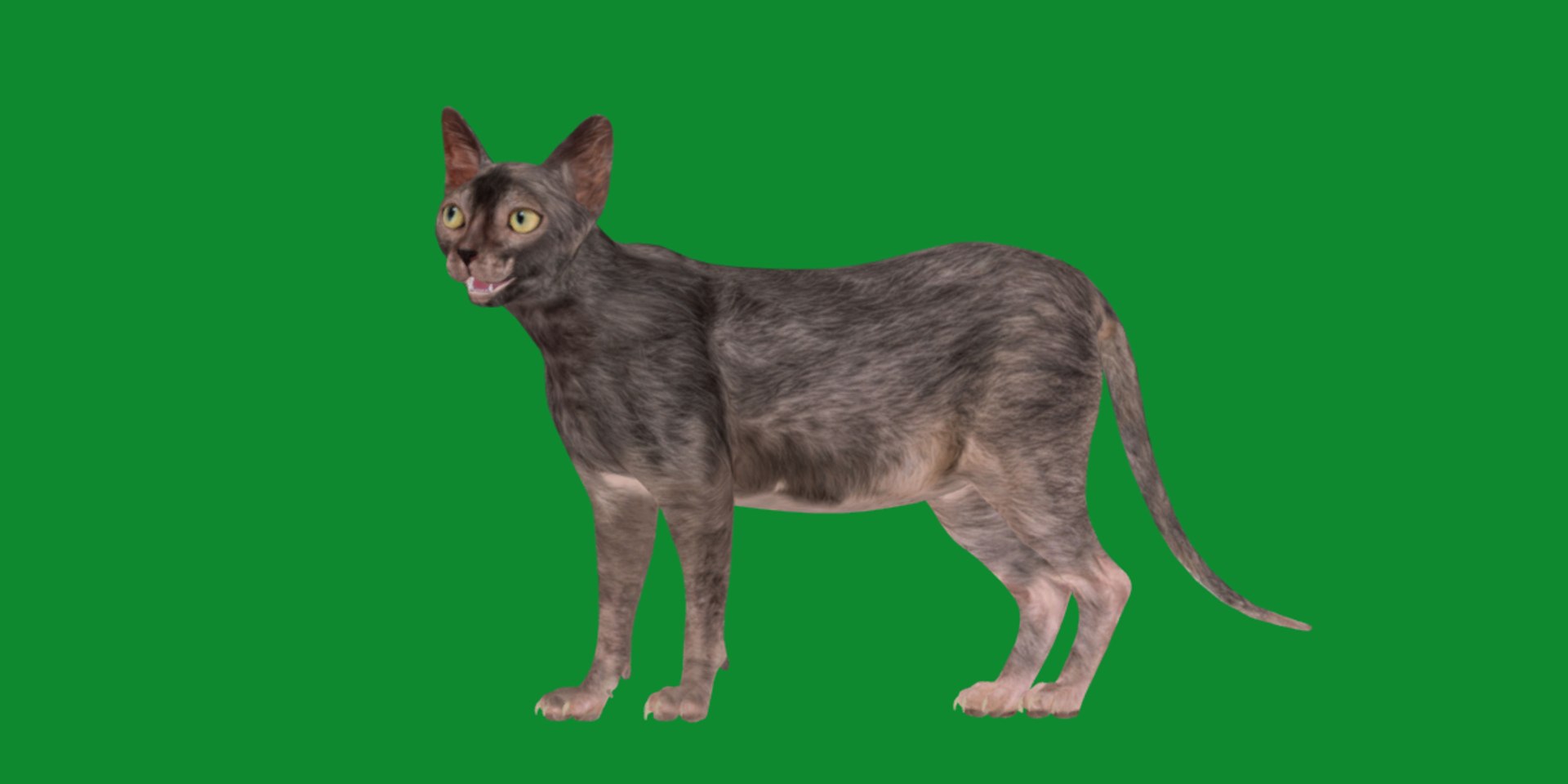 3D Model Lykoi Cat - TurboSquid 2294493