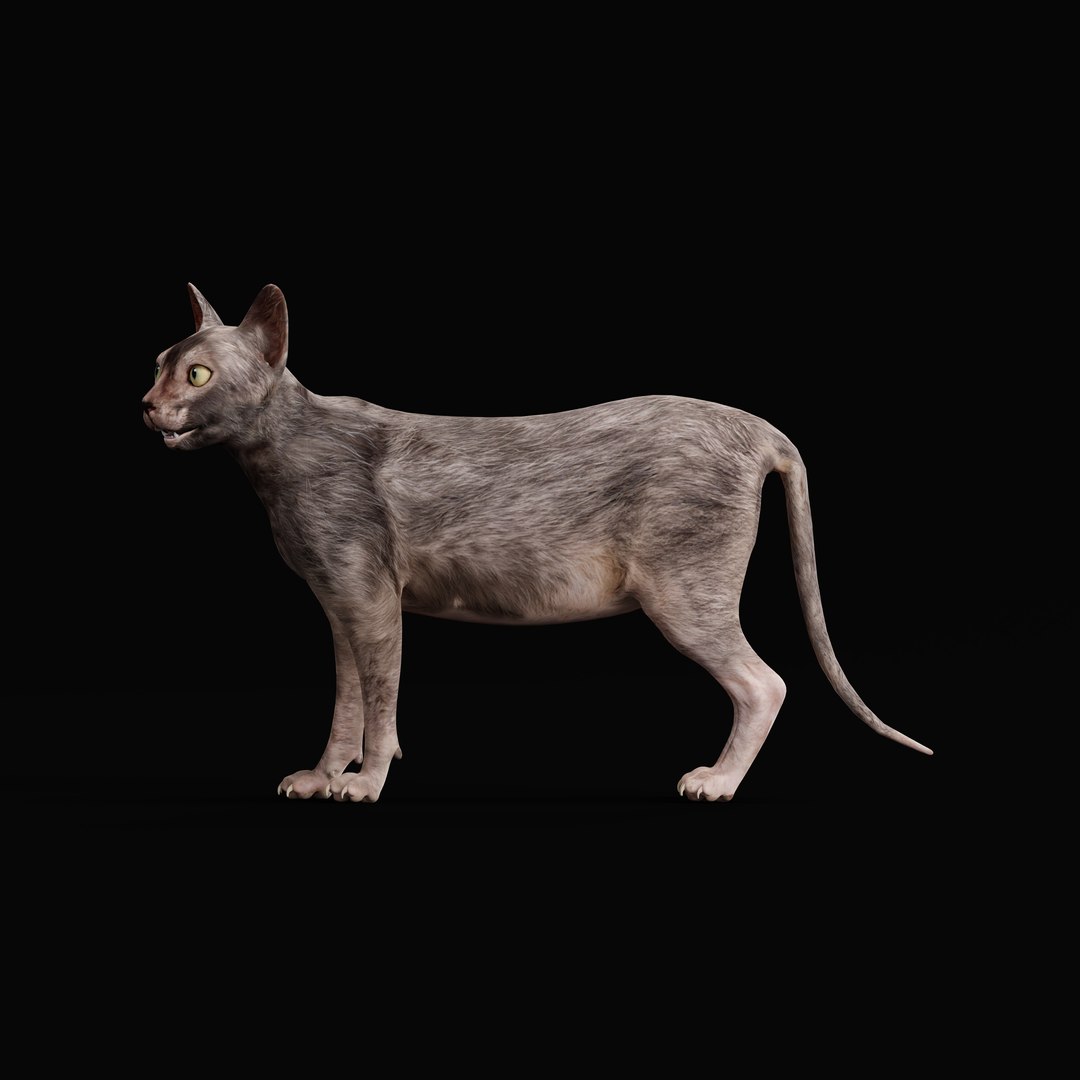 3D Model Lykoi Cat - TurboSquid 2294493