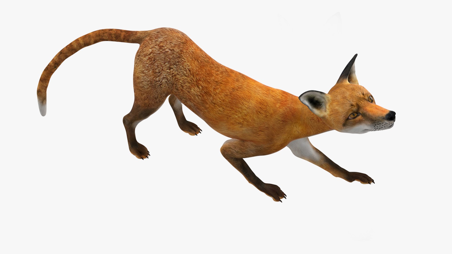 Wild European Fox Rigged For Cinema 4D 3D - TurboSquid 2220578