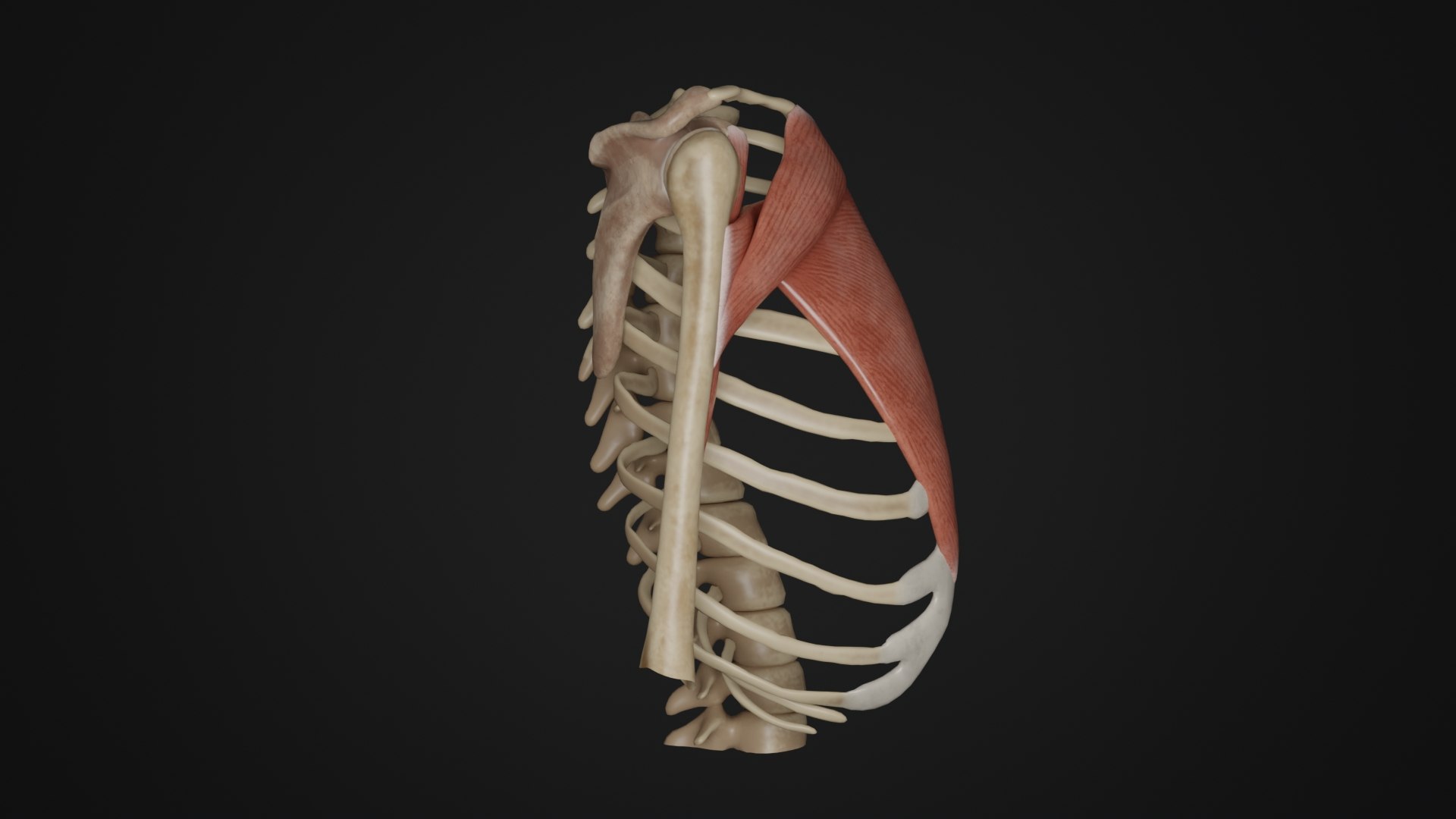 3D Human Anatomy-Upper Limb Anterior View - TurboSquid 2216952