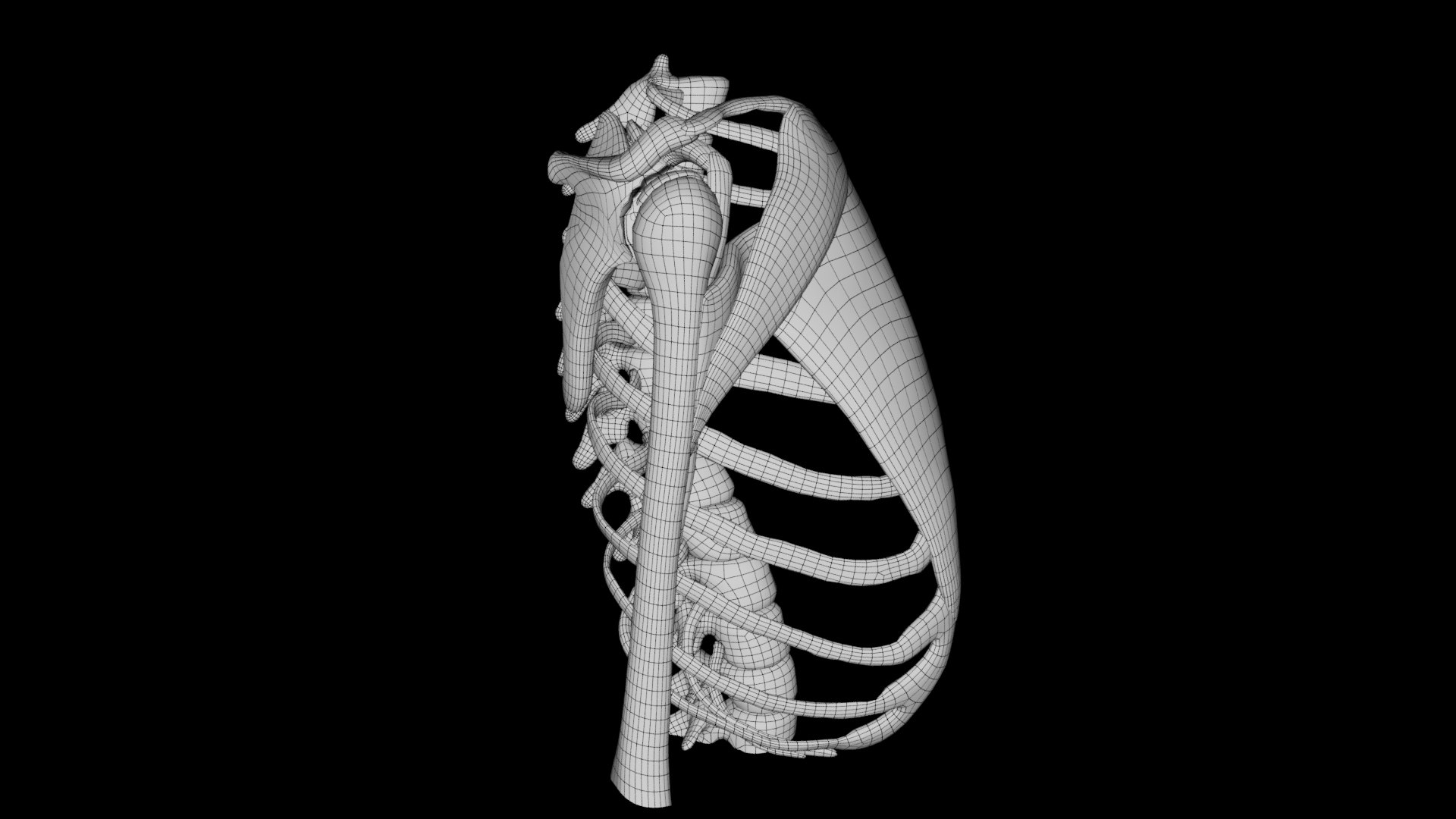 3D Human Anatomy-Upper Limb Anterior View - TurboSquid 2216952