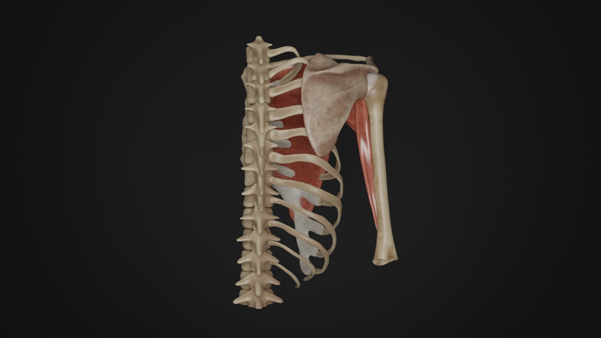 3D Human Anatomy-Upper Limb Anterior View - TurboSquid 2216952