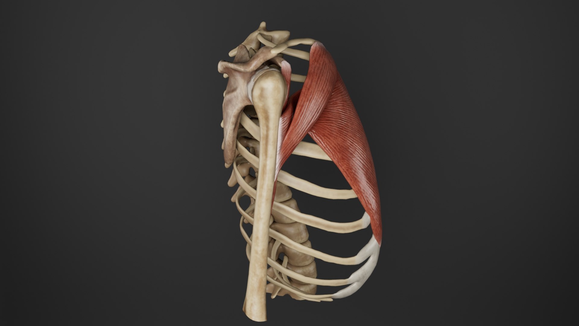 3D Human Anatomy-Upper Limb Anterior View - TurboSquid 2216952