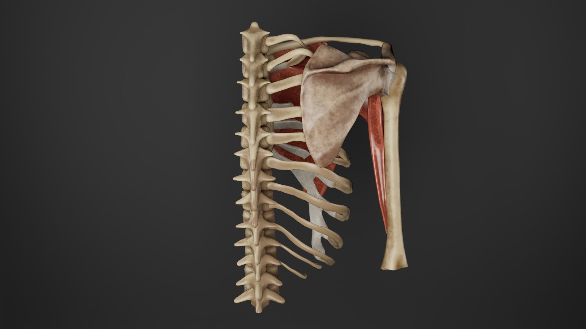 3D Human Anatomy-Upper Limb Anterior View - TurboSquid 2216952