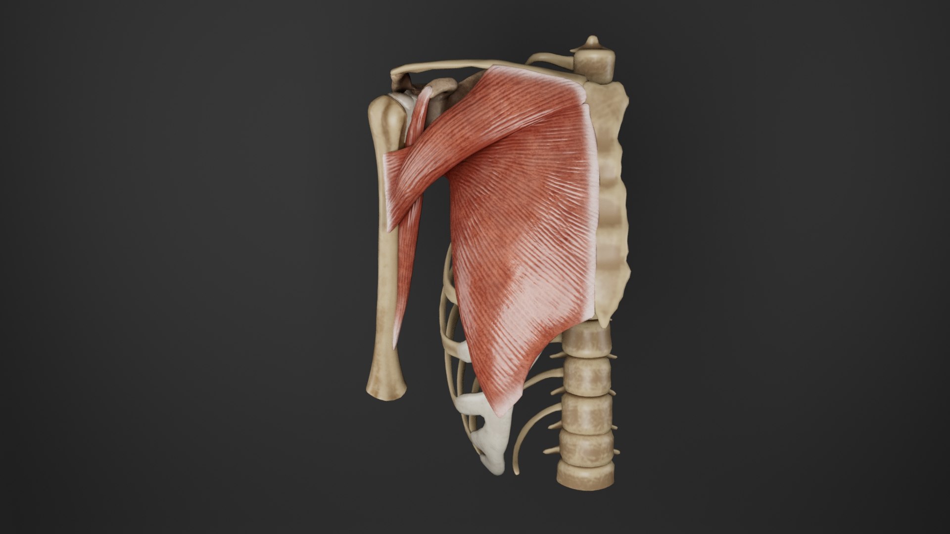 3D Human Anatomy-Upper Limb Anterior View - TurboSquid 2216952