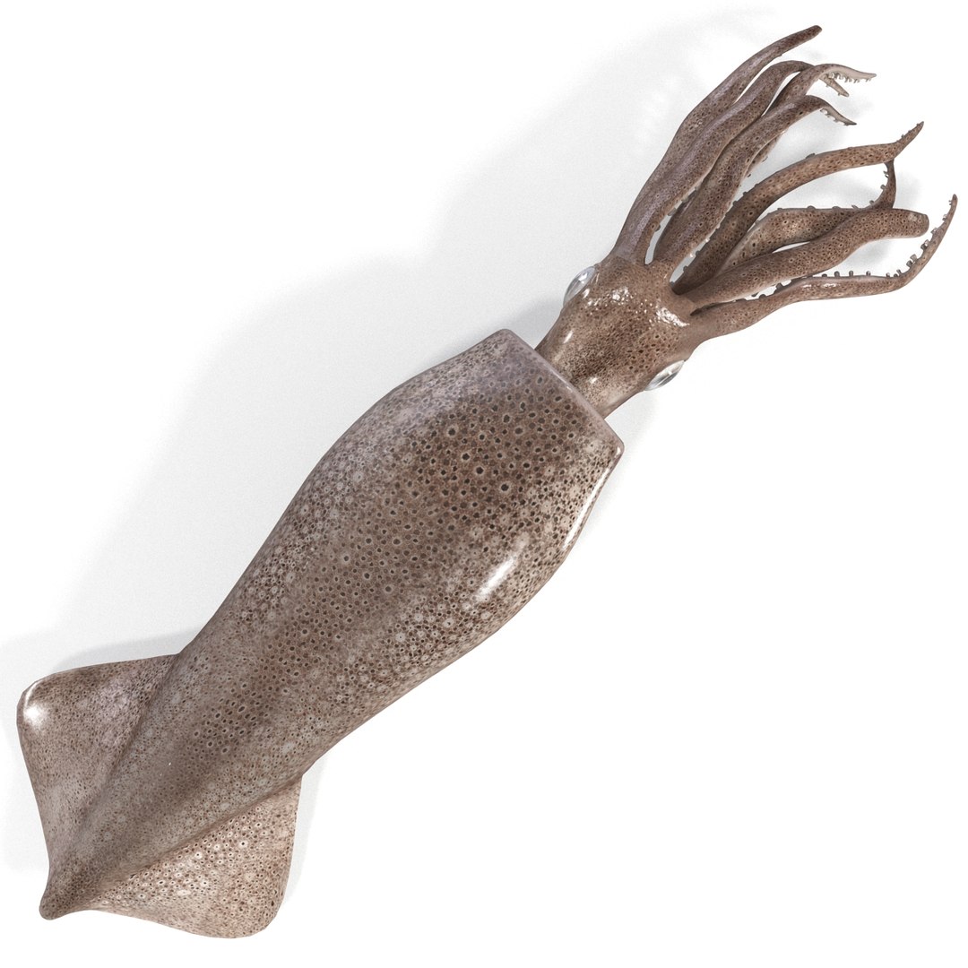Fresh Squid 3d Model