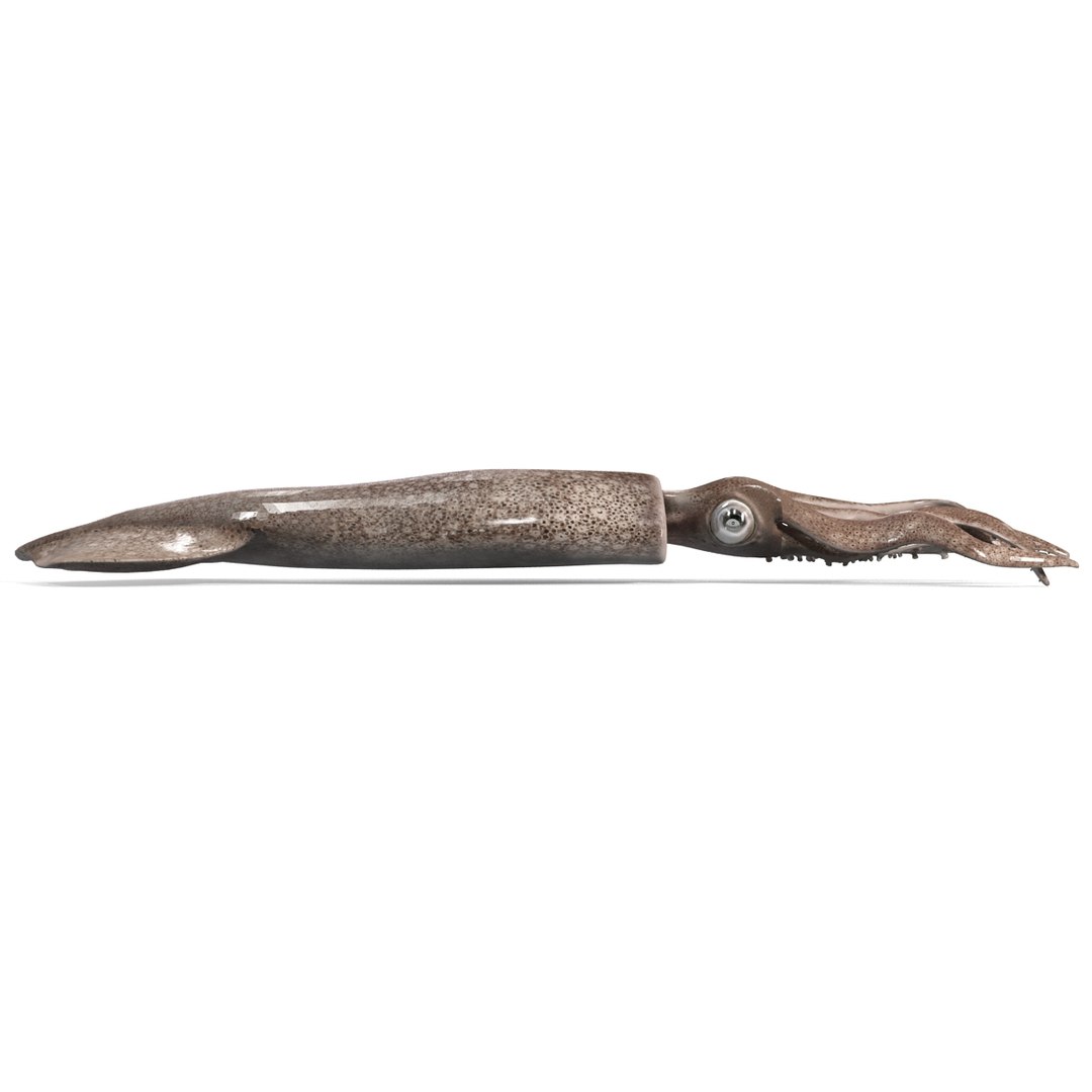 Fresh Squid 3d Model