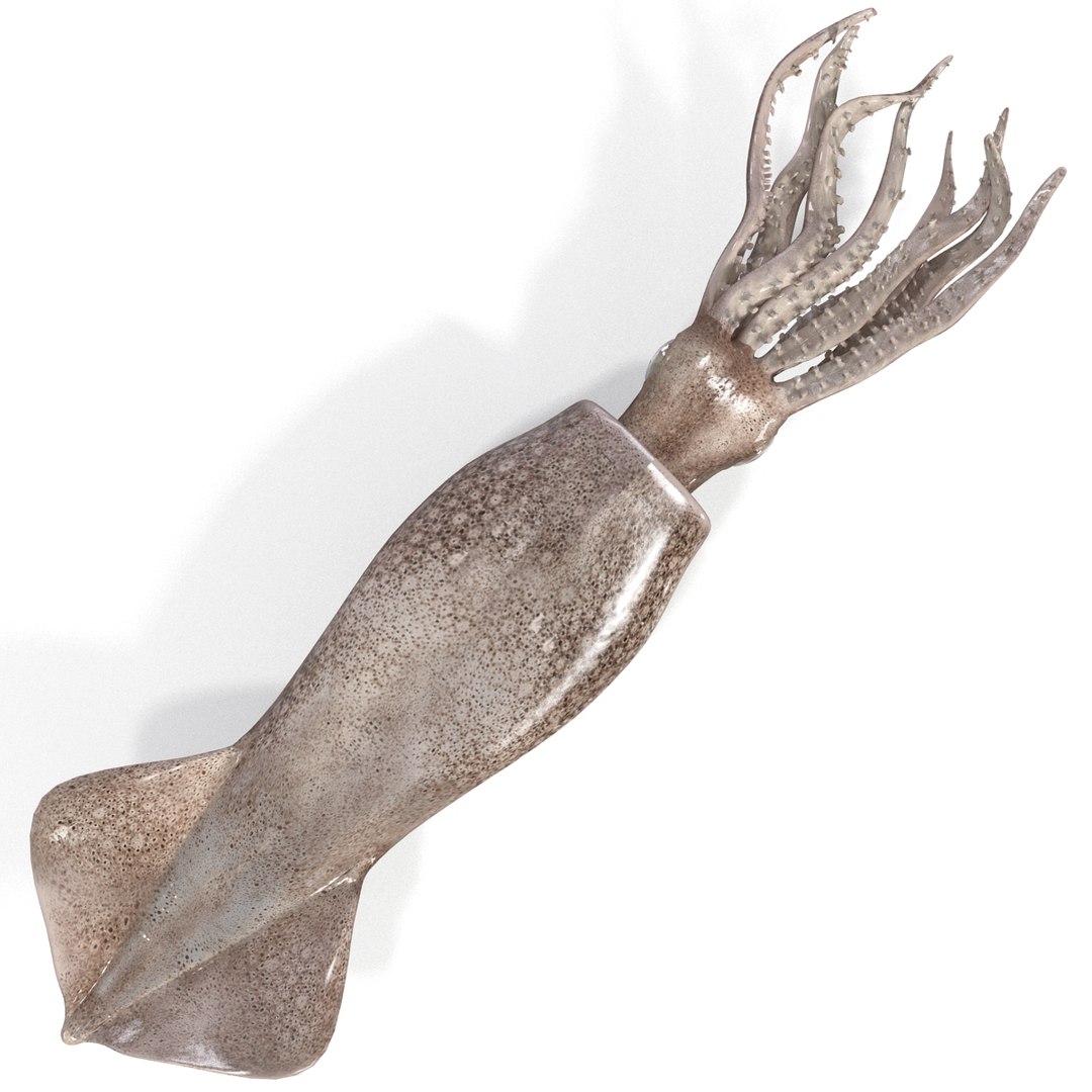 Fresh Squid 3d Model