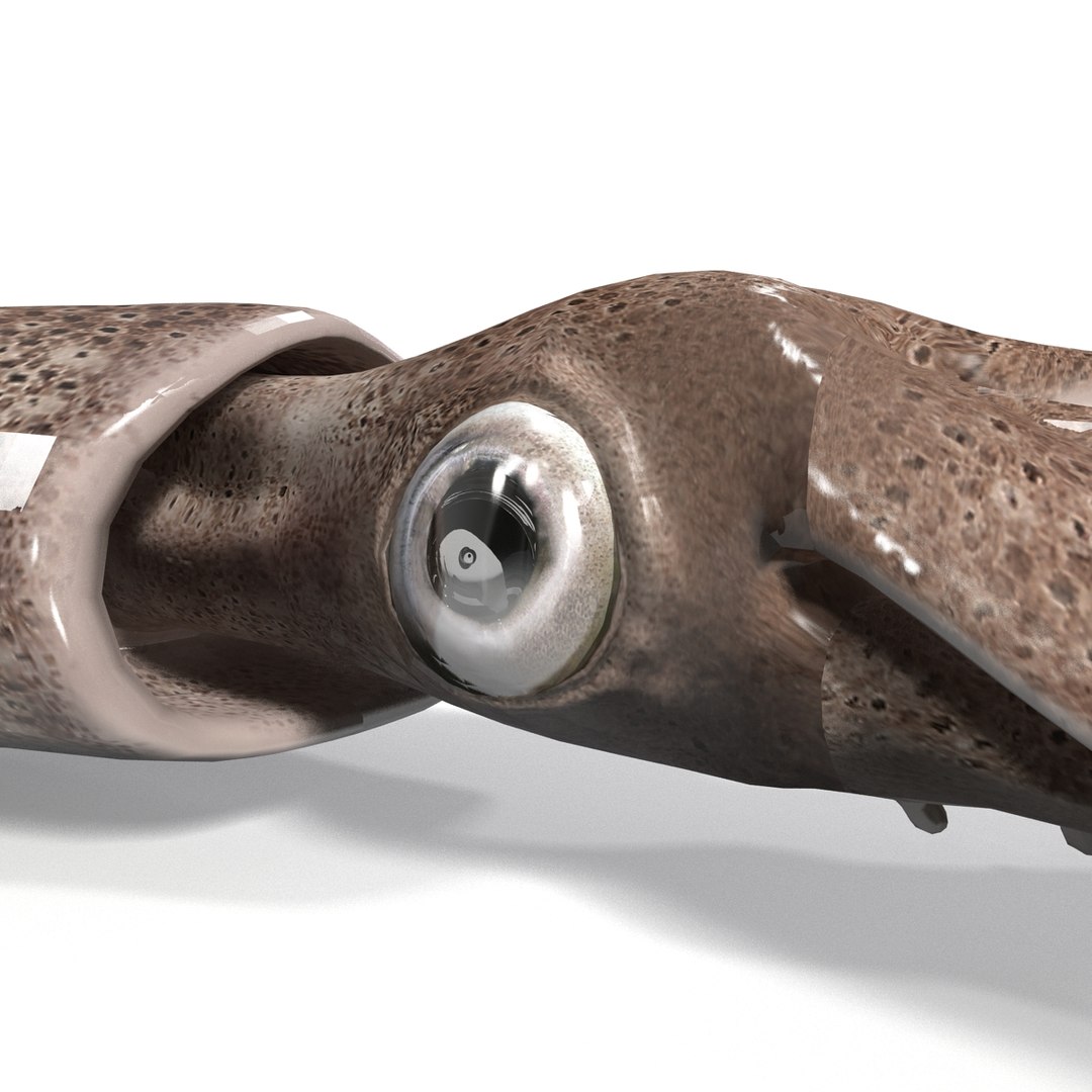 Fresh Squid 3d Model