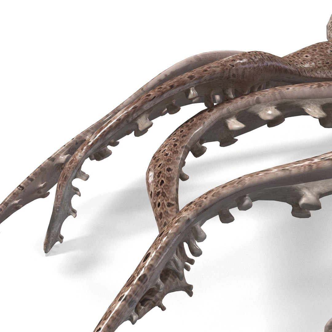 Fresh Squid 3d Model
