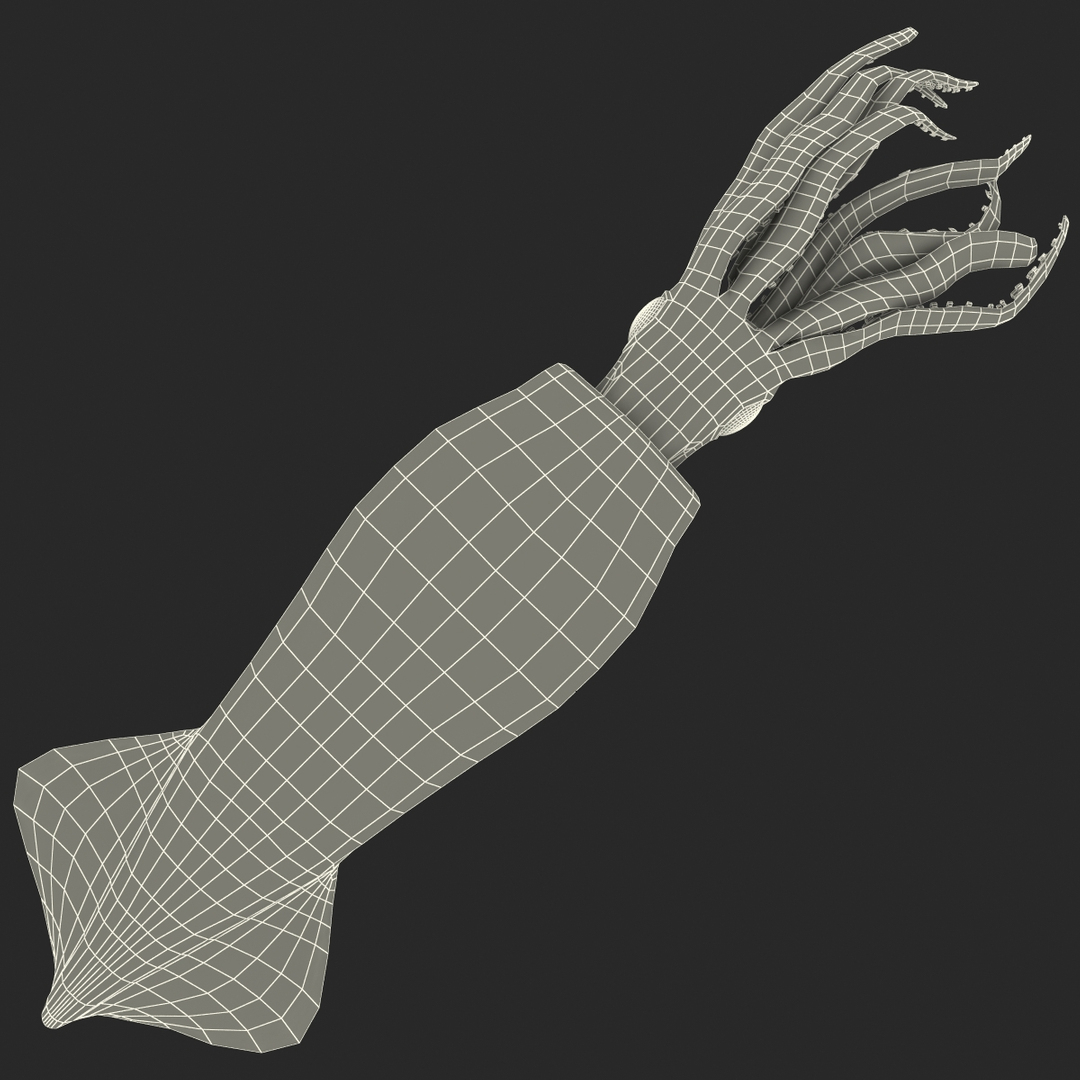 fresh squid 3d model