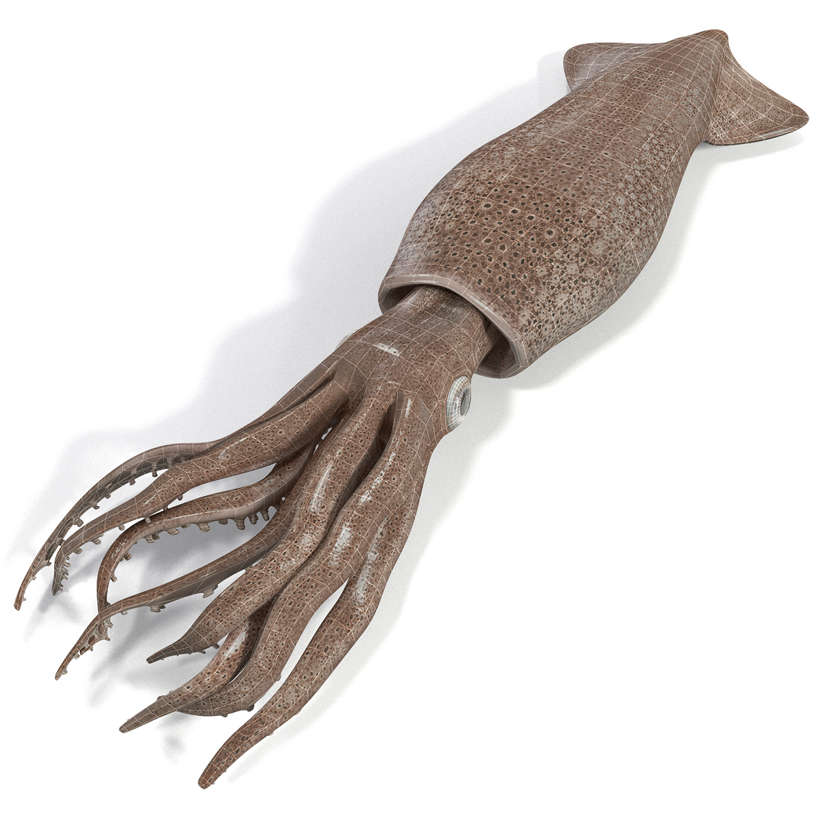 fresh squid 3d model